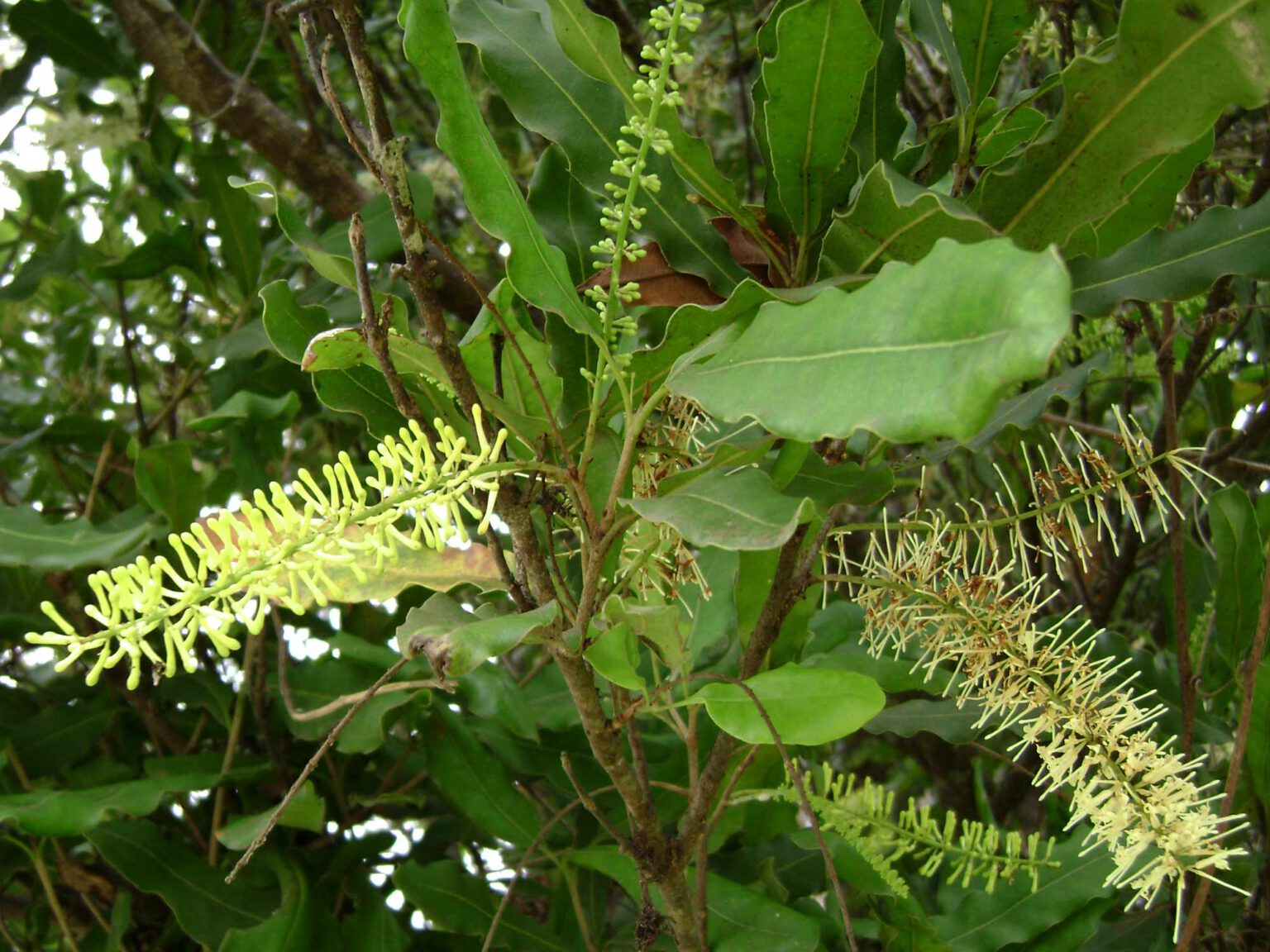 MACADAMIA INTEGRIFOLIA – Jardín de la Marquesa de Arucas