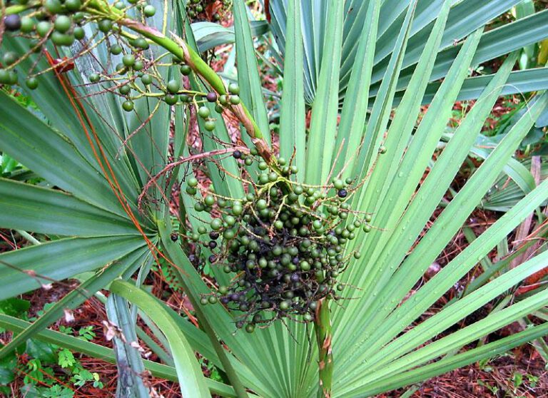 SABAL MINOR – Jardín de la Marquesa de Arucas